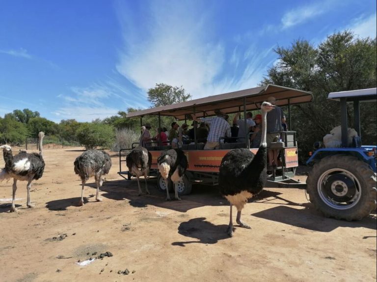 Group Tours – Safari Ostrich
