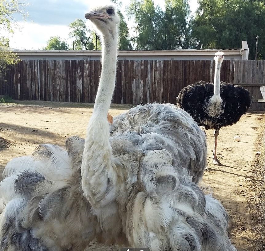 Tours – Safari Ostrich