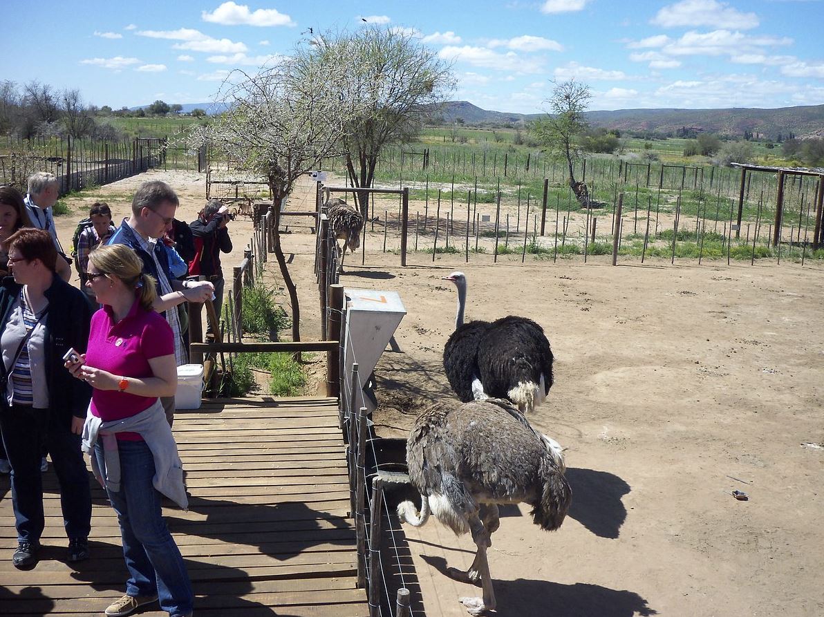 Tours – Safari Ostrich