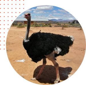 About Our Ostriches – Safari Ostrich