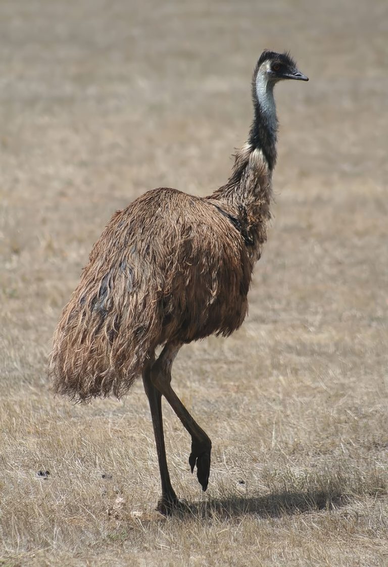 About Our Ostriches – Safari Ostrich