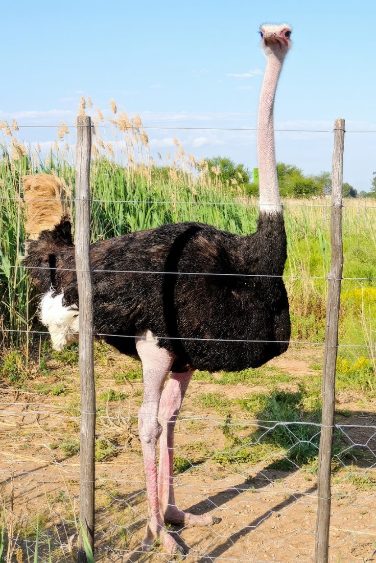 About Our Ostriches – Safari Ostrich