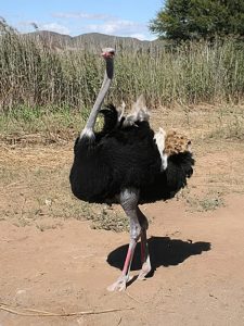 About Our Ostriches – Safari Ostrich