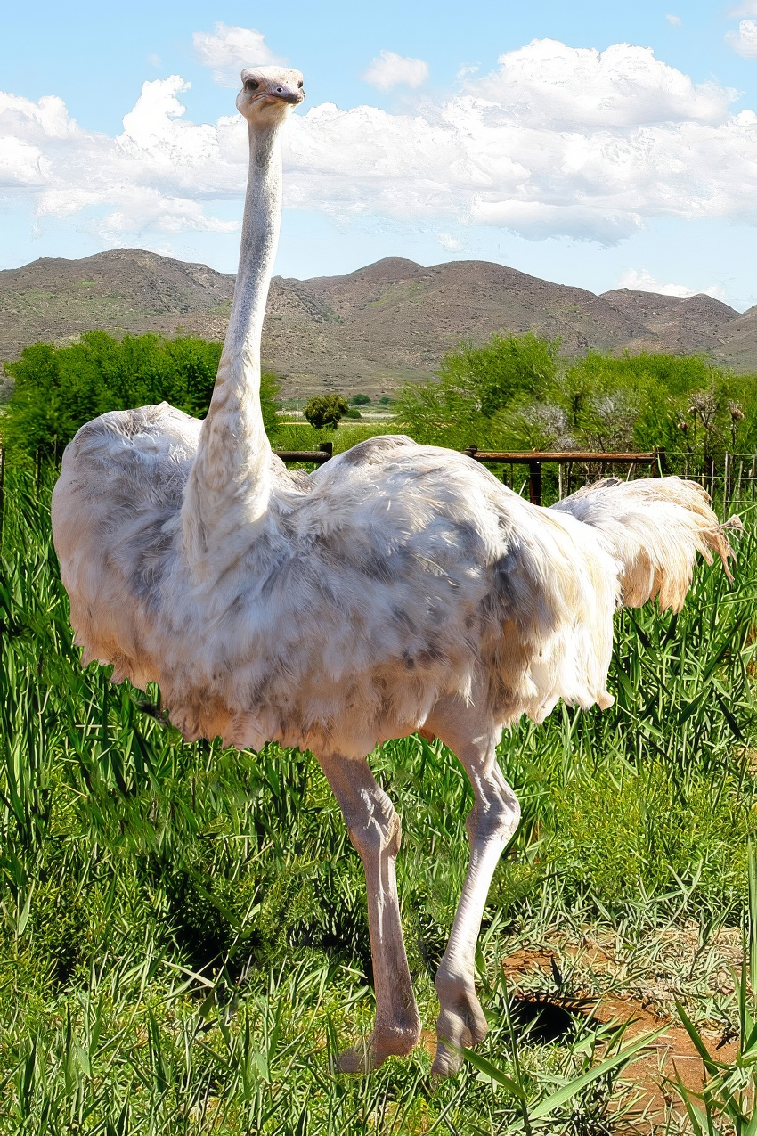 About Our Ostriches – Safari Ostrich