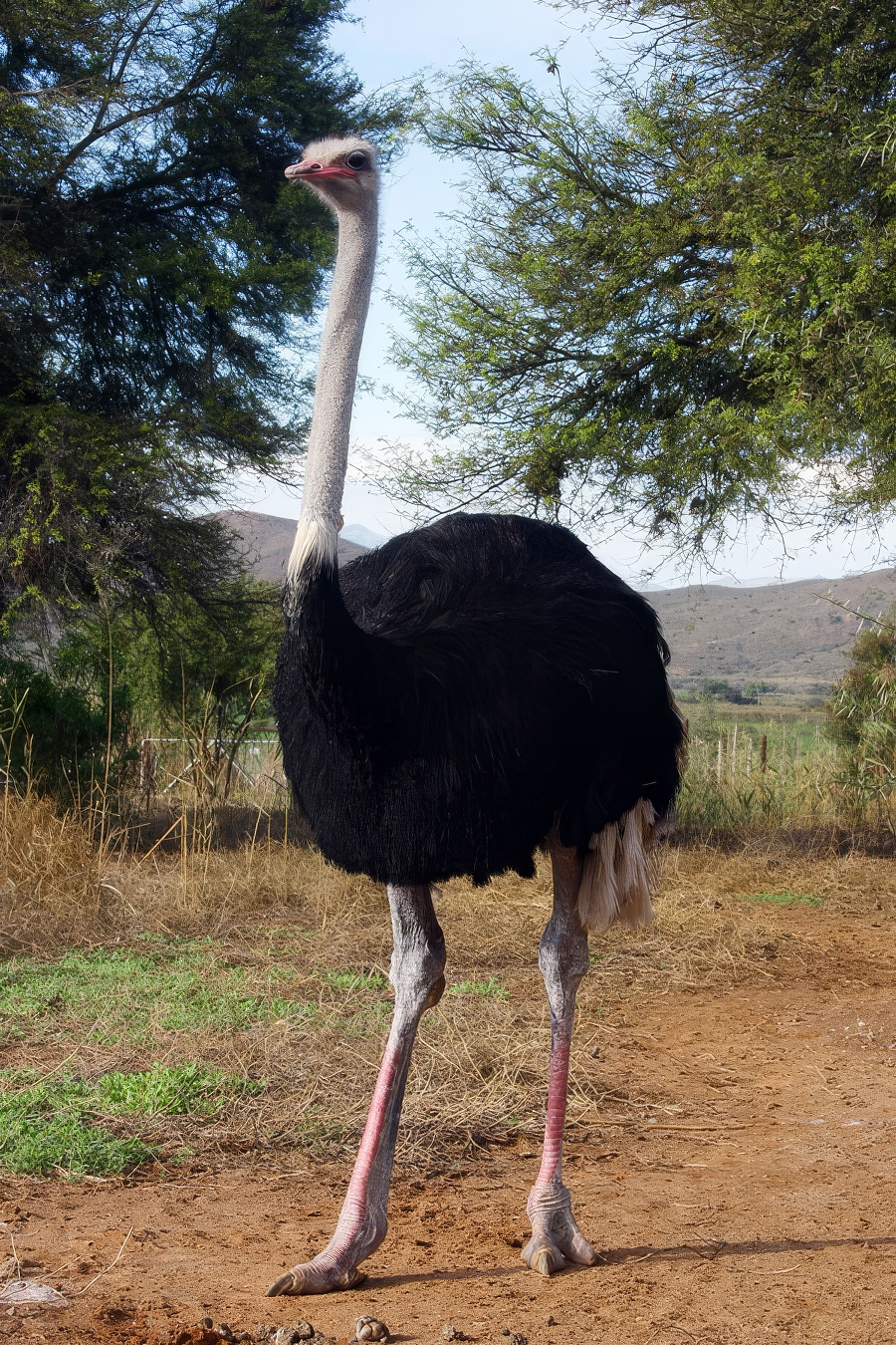 About Our Ostriches – Safari Ostrich